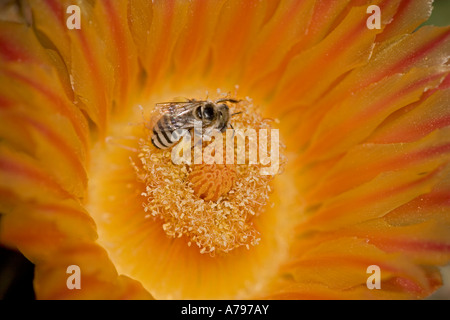 Digger Bee Family Anthophoridae on fishhook barrel cactus blossum ...