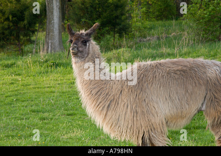 Lllama scientific name "Lama glama Stock Photo - Alamy