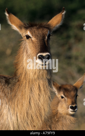 Mother waterbuck with calf in Kruger National Park, South Africa Stock ...