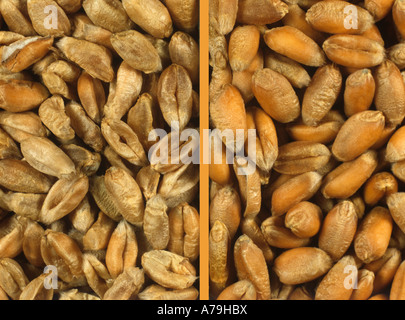 Shrivelled wheat grain for a diseased crop compared to plump healthy ...