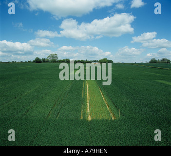 Wheat field trial plots to compare different crop varieties Stock Photo ...