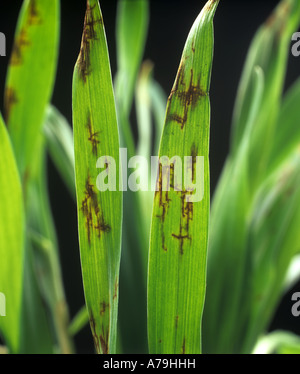 Net blotch Pyrenophora teres lesions on young barley leaves Stock Photo ...