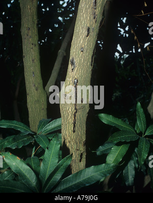 Physiological bleeding stem disorder, resin exudation from a mango tree ...