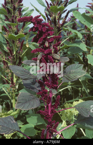 Amaranthus plant with red flower amaranth seed. Health food highly ...