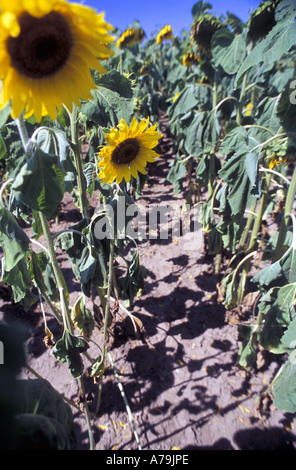 Sunflower Wilting in the hot sun. Green leaves and stems Stock Photo ...