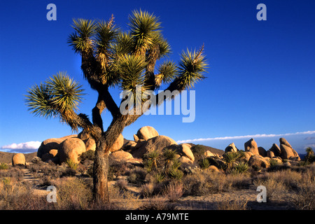 The tallest Joshua Tree in the park is located in Queen Valley. It is ...