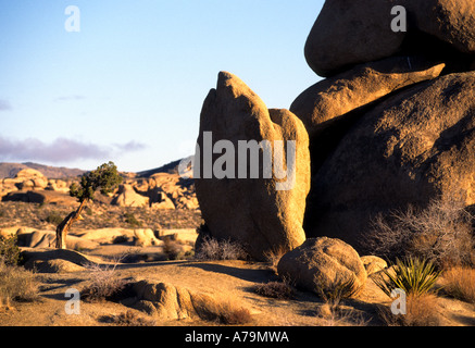 The tallest Joshua Tree in the park is located in Queen Valley. It is ...
