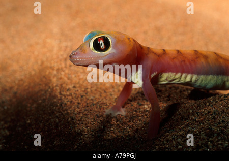 Palmato gecko, Namib desert near Swakopmund, Namibia Stock Photo - Alamy