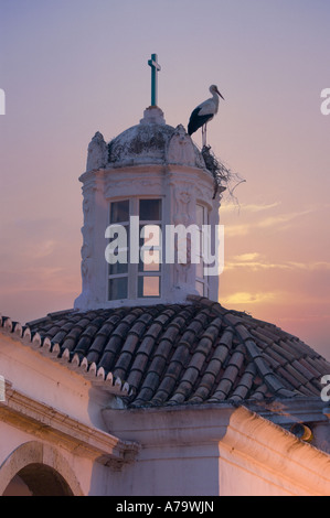 stork in faro Stock Photo - Alamy