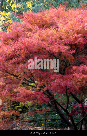 Acer palmatum dissectum 'Seiryu'. Japanese maple 'Seiryu' tree in front ...