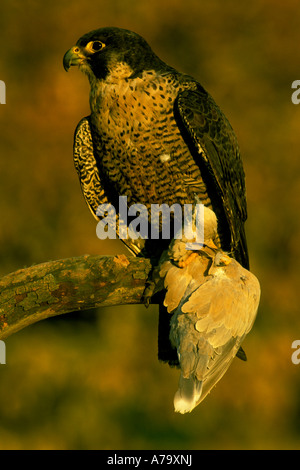 Lanner falcon with bird kill South Africa Stock Photo - Alamy