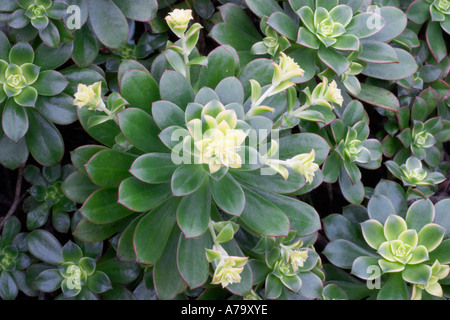 Bushy perennial succulent. Aeonium haworthii. Growing in earthenware ...