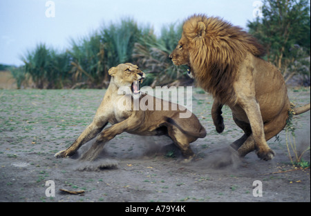 Male and Female lion fighting Stock Photo - Alamy