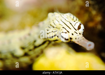 Scribbled Pipefish portrait Corythoichthys flavofasciatus Yap ...