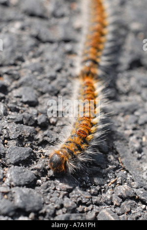 Procession caterpillar larvae of the moth close up long hairs are very ...