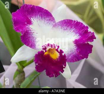close-up of a white Asian cat with yellow eyes with background Stock ...