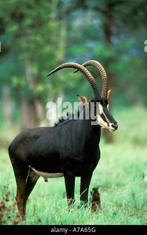 Sable Antelope, Limpopo province, South Africa Stock Photo - Alamy
