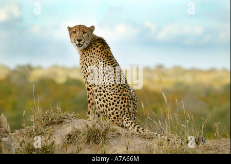 Cheetah looking back Stock Photo - Alamy