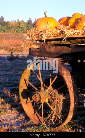Fall scene with wagon wheel pumpkins and mums in the Finger Lakes ...