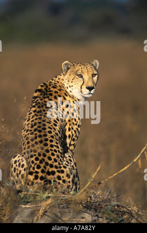 Cheetah looking back Stock Photo - Alamy
