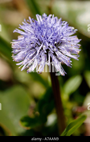 Globe Daisy (Globularia cordifolia), national park Berchtesgaden ...
