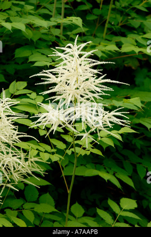 Goatsbeard, Bavaria, Germany, Goat's Beard (Aruncus dioicus Stock Photo ...