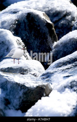 Seagull on the seashore Stock Photo - Alamy