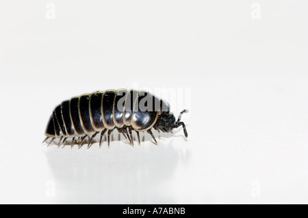 Pill Millipede (Glomeris), side Stock Photo - Alamy