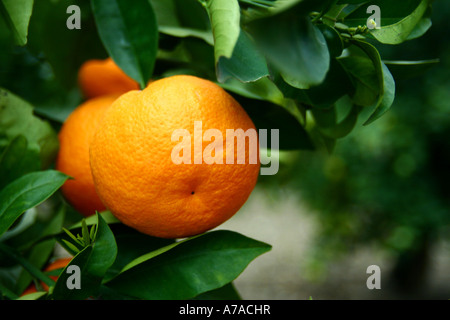 oranges 'Valencia Late', Orange tree Valencia Late (Citrus sinensis ...