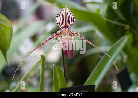 Stem of blooming Paphiopedilum rothschildianum orchid specie with two ...