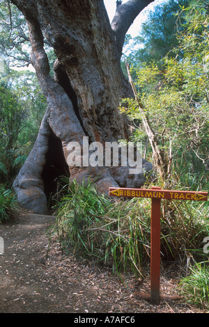 Sign for the Bibbulmun Track, the long distance walking trail that runs ...