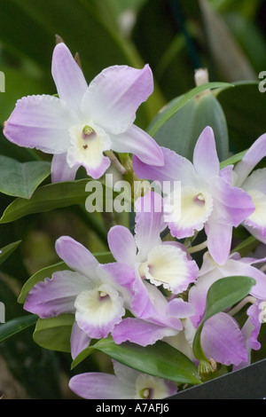 Close-up hybrid Dendrobium orchids Stock Photo - Alamy