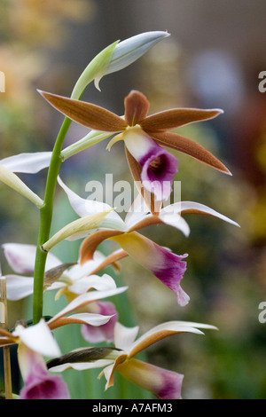 Natural flower close up of Phaius tankervilleae, greater swamp-orchid ...