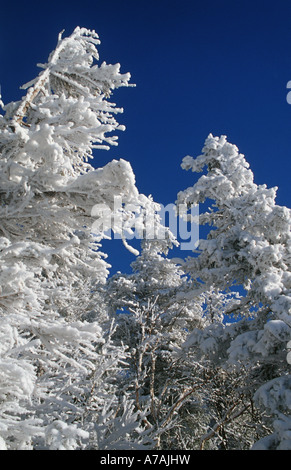 Dazzling white frosted trees against a deep blue sky Stock Photo - Alamy