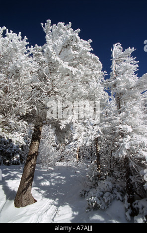 Frosted trees against a blue sky Stock Photo - Alamy