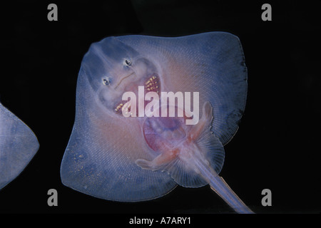 A juvenile thornback ray, Raja clavata, and an unhatched egg casing of ...