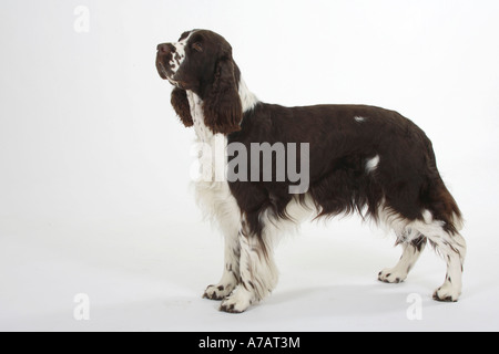 Springer Spaniel dog standing side view isolated on white background ...