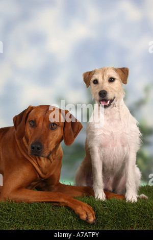 Rhodesian Ridgeback and Jack Russell Terrier on a bench Stock Photo - Alamy