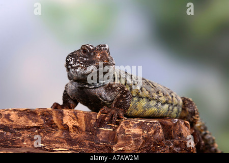 African spiny-tailed lizard, Dabbs mastigure (Uromastyx acanthinurus ...