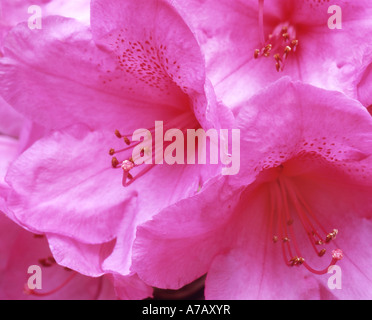 Rhododendron pink pearl - hardy hybrid Stock Photo - Alamy