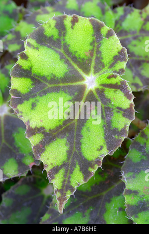 tiger paws begonia Stock Photo - Alamy