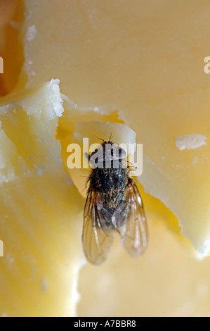 Dead fly on cheese Stock Photo - Alamy