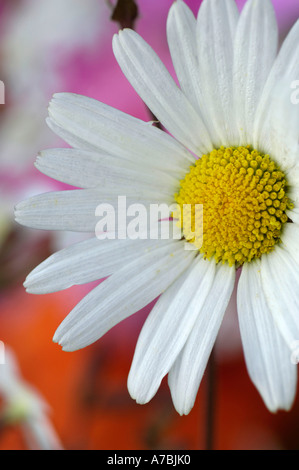 Ox-eye Daisy Flowers close up Stock Photo - Alamy