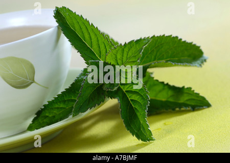 Peppermint tea Echte Pfefferminze Pfefferminz-Tee Stock Photo - Alamy