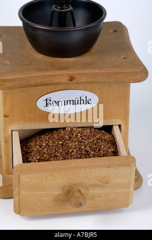 Common flax, linseed in hand mill (Linum usitatissimum), linseed in ...