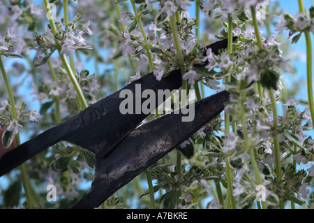 Thyme beeing cut (Thymus vulgaris), thyme being cut Stock Photo - Alamy
