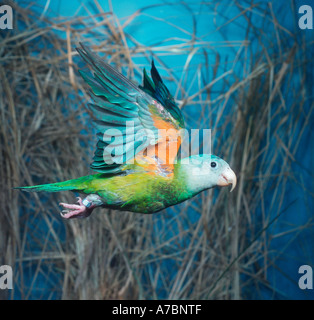 Grey-cheeked parakeet Brotogeris pyrrhopterus, adult, perched in forest ...