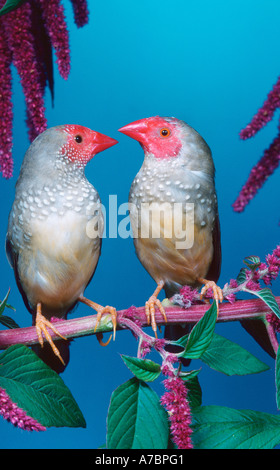 Star Finch, pair (Bathilda ruficauda), Rush Finch (Australia ...