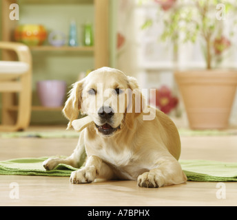 Golden Retriever Puppy Young dog Stock Photo - Alamy