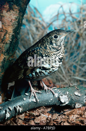Scaly Thrush (Zoothera dauma) adult perched in tree Kathmandu, Nepal ...